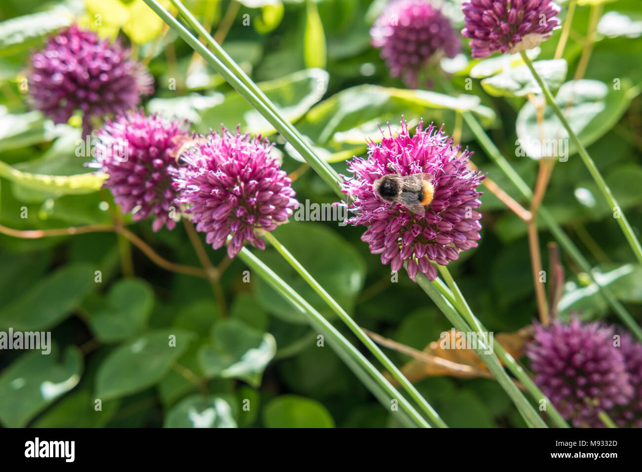 Pollen allium flower uk hi-res stock photography and images - Alamy