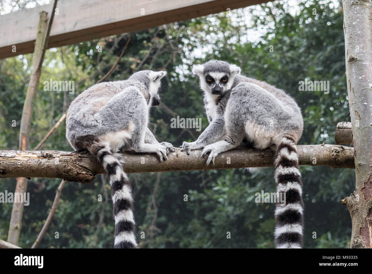 Ring tailed lemur couple hi-res stock photography and images - Alamy