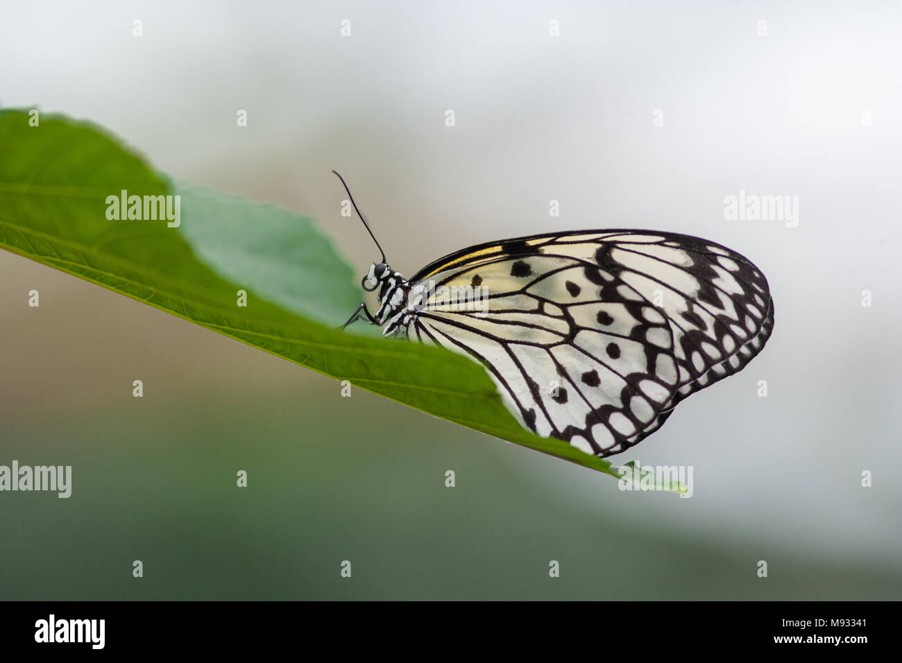 Large tree nymph butterflies hi-res stock photography and images - Alamy