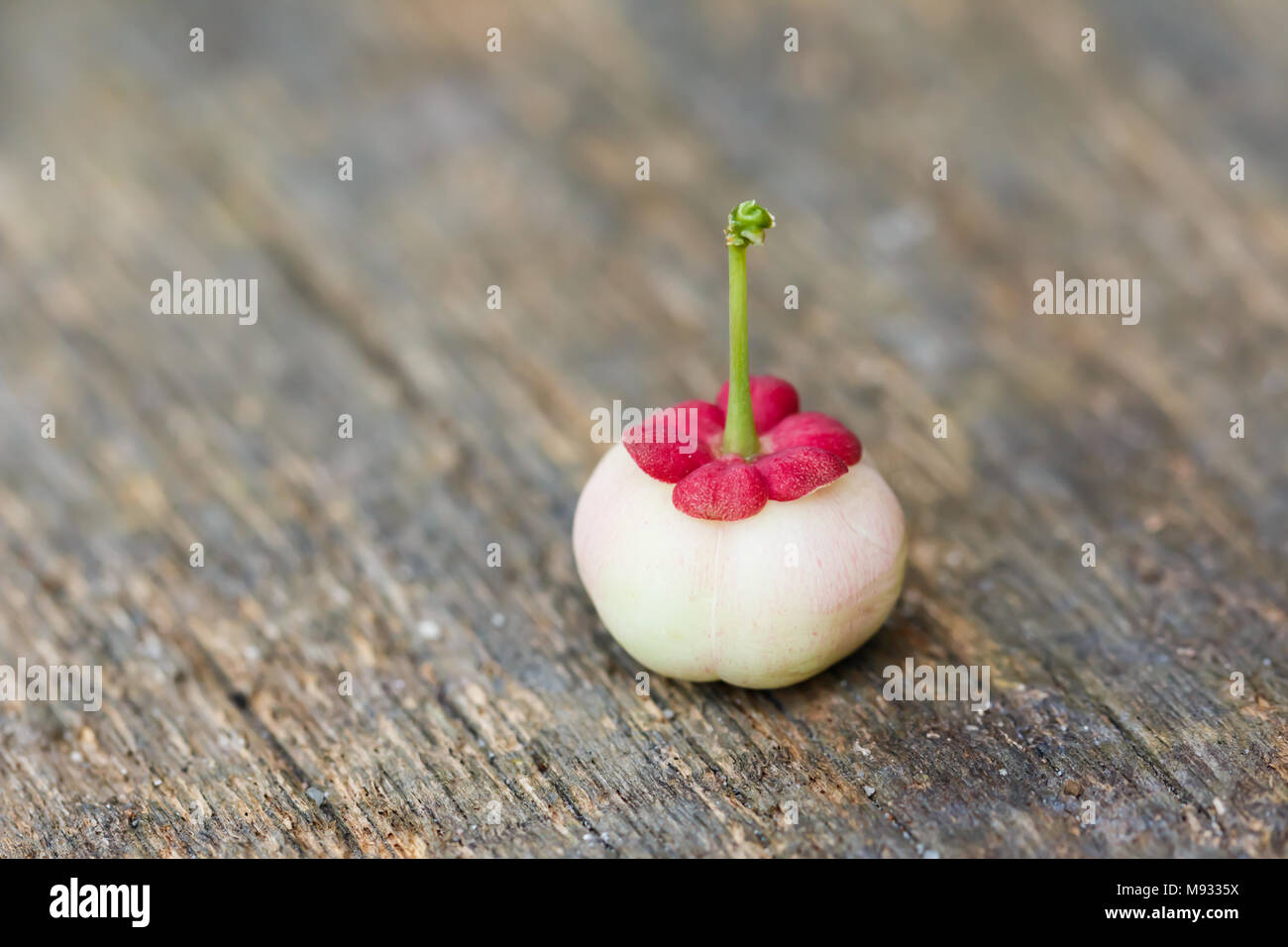 Pucuk manis hi-res stock photography and images - Alamy
