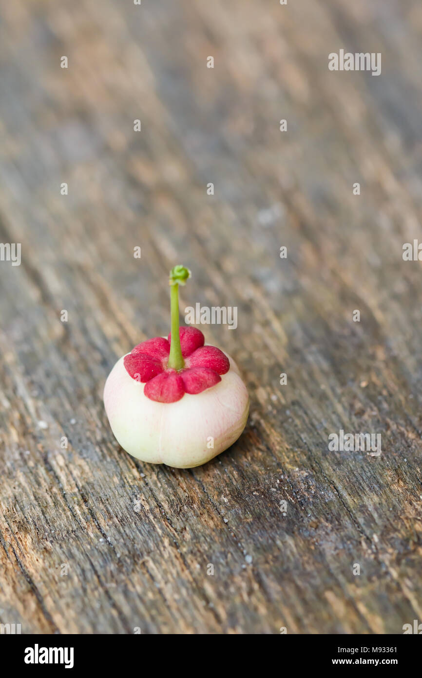 Pucuk manis hi-res stock photography and images - Alamy