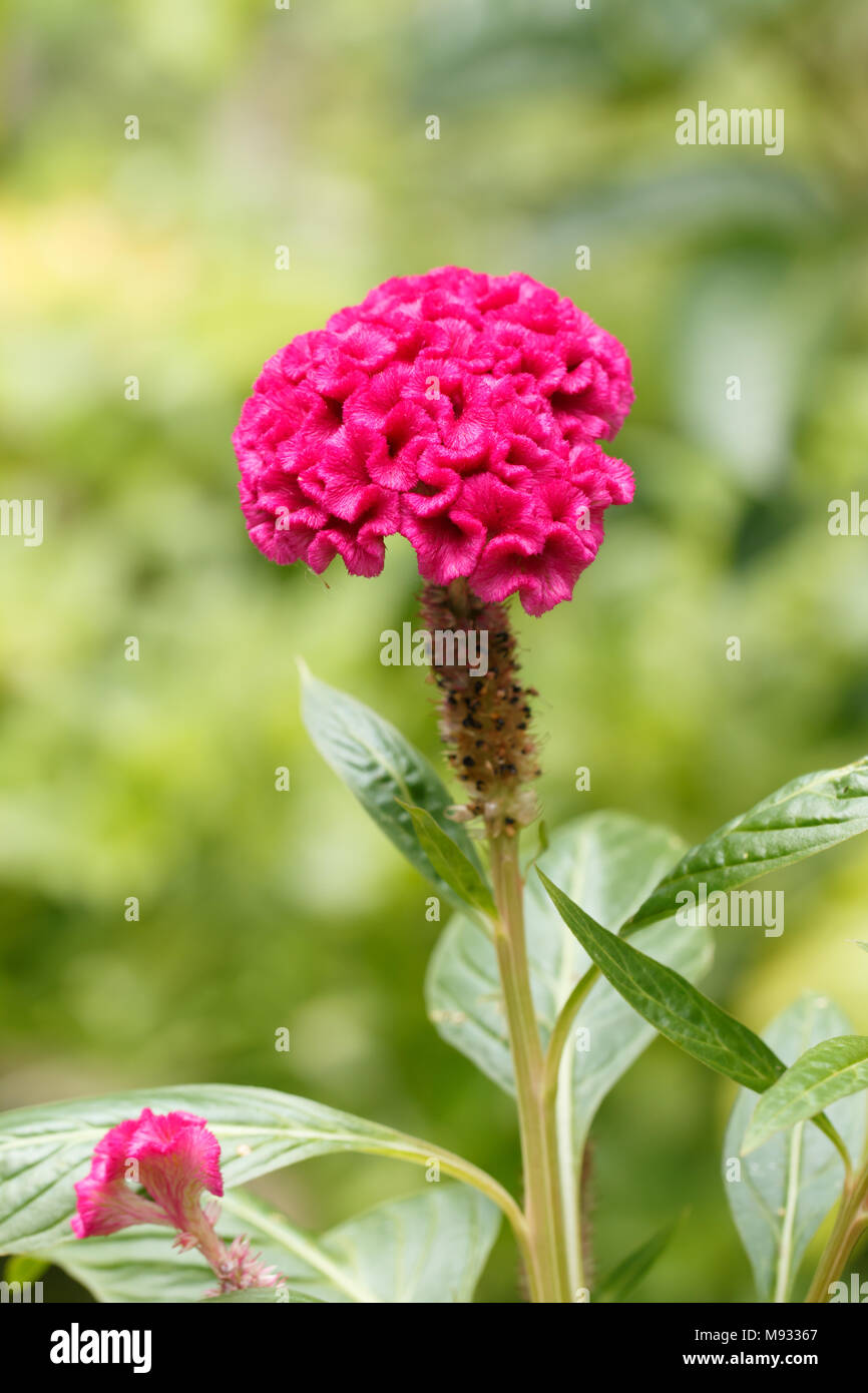 Cockscomb chinese wool flower hi-res stock photography and images - Alamy