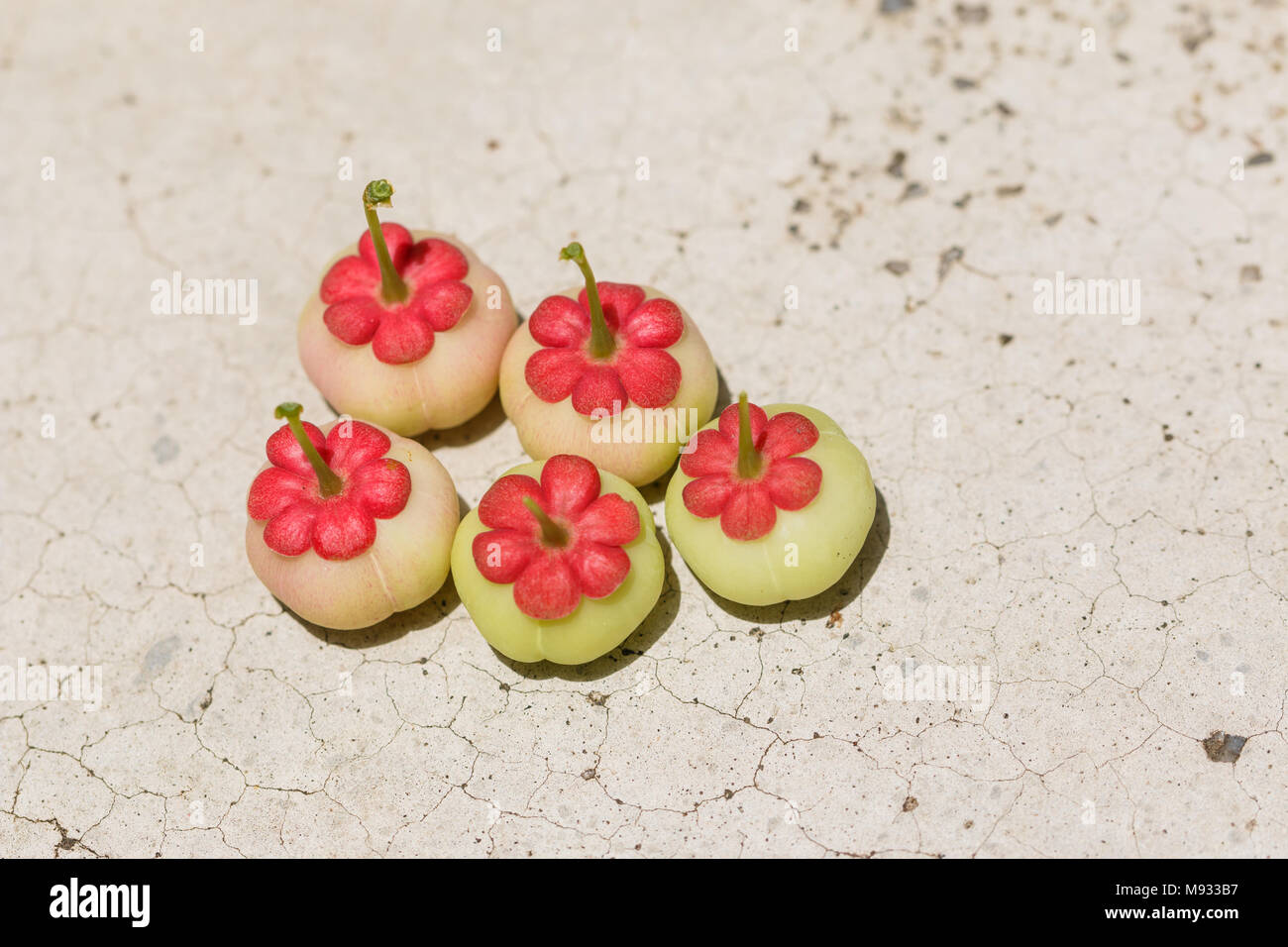 Pucuk manis hi-res stock photography and images - Alamy