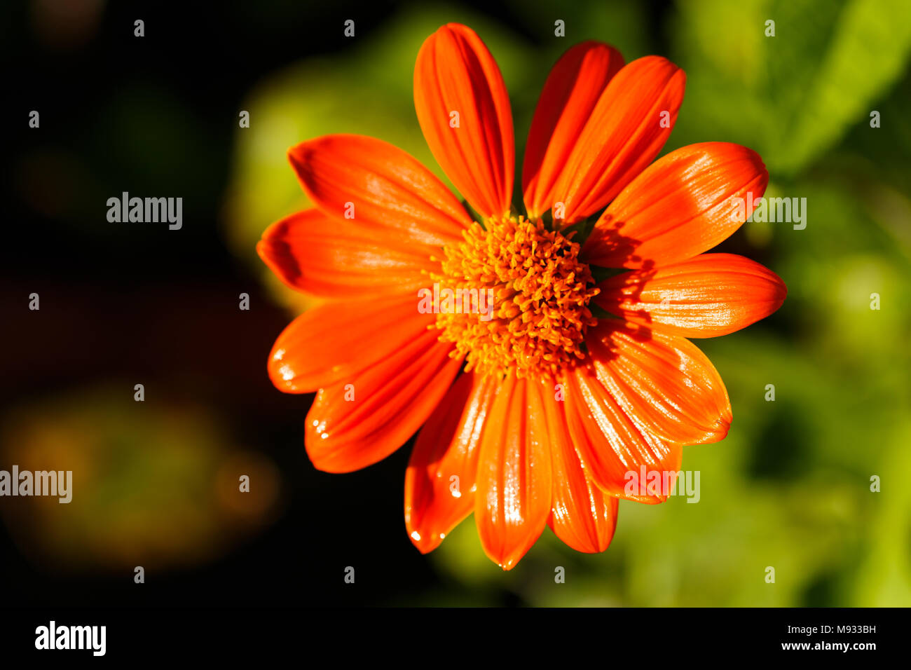 Orange Tithonia diversifolia flower in sunlight Stock Photo - Alamy