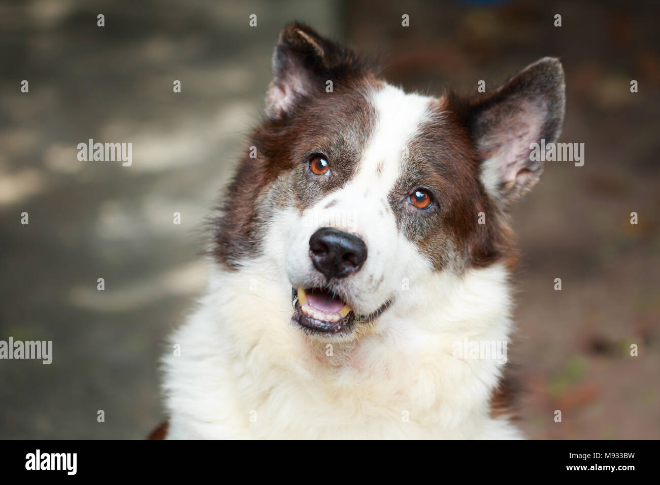 portrait Thai bangkaew dog Stock Photo - Alamy