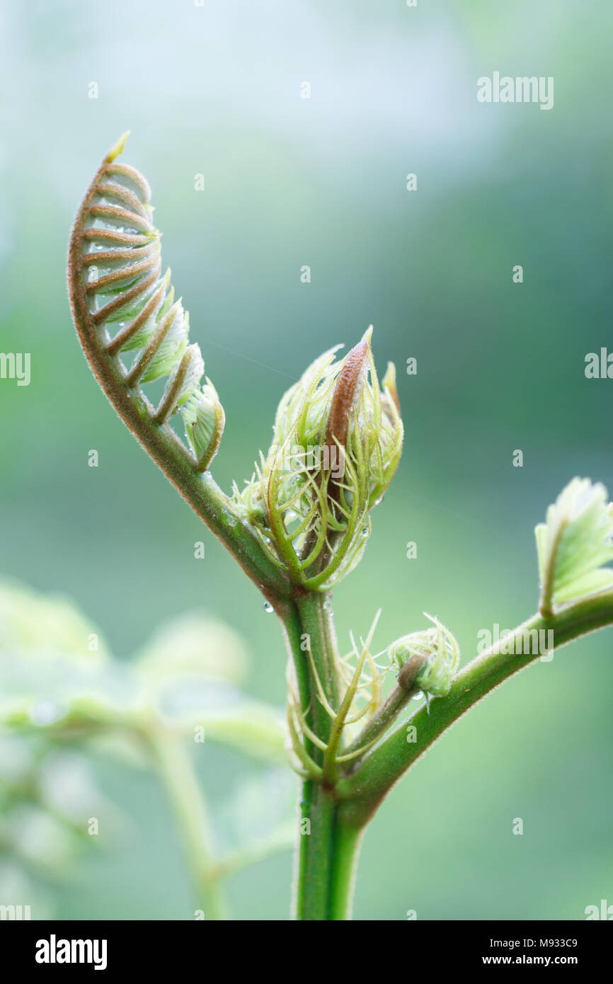 Shoot leaves hi-res stock photography and images - Alamy