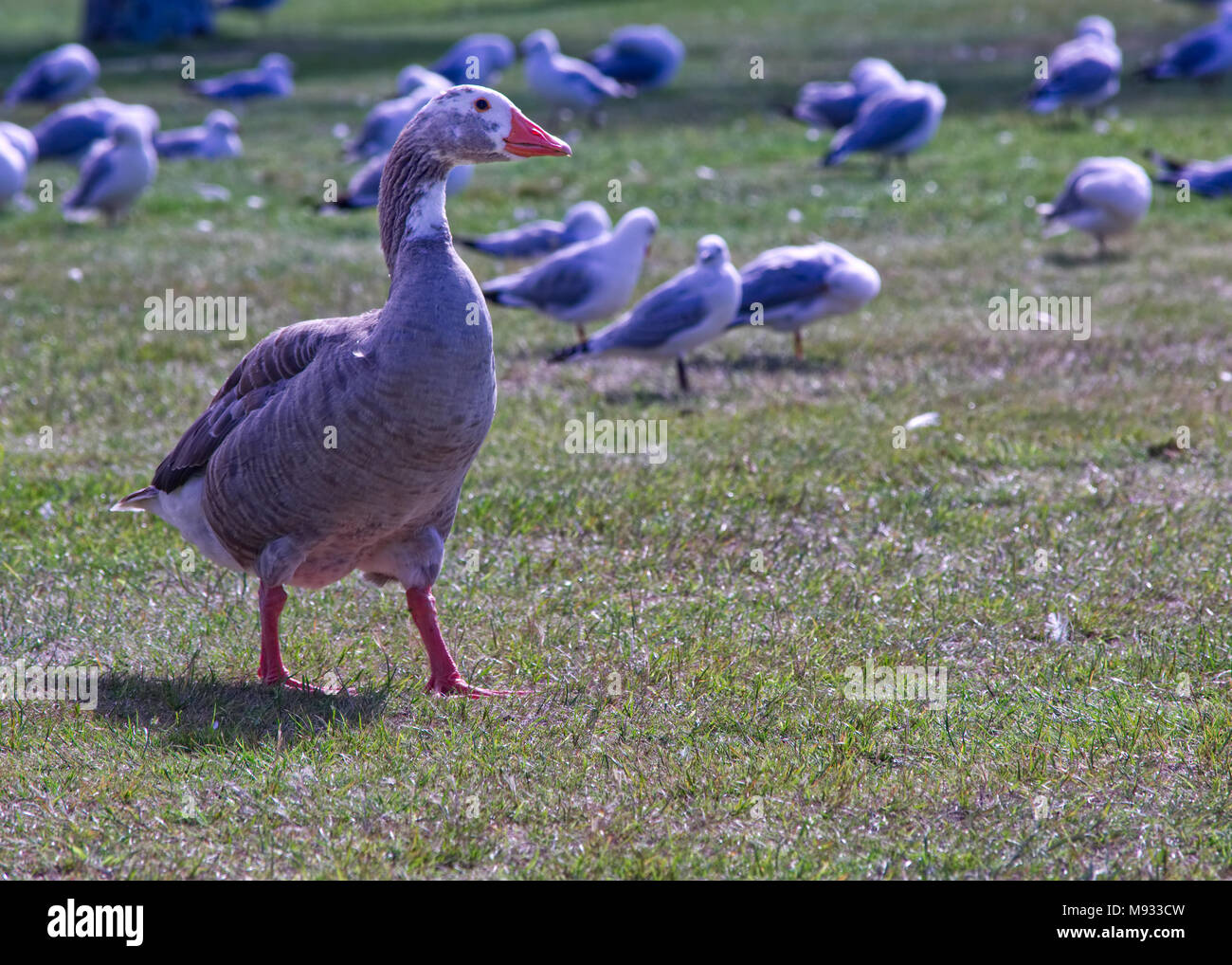 Warden background hi-res stock photography and images - Alamy