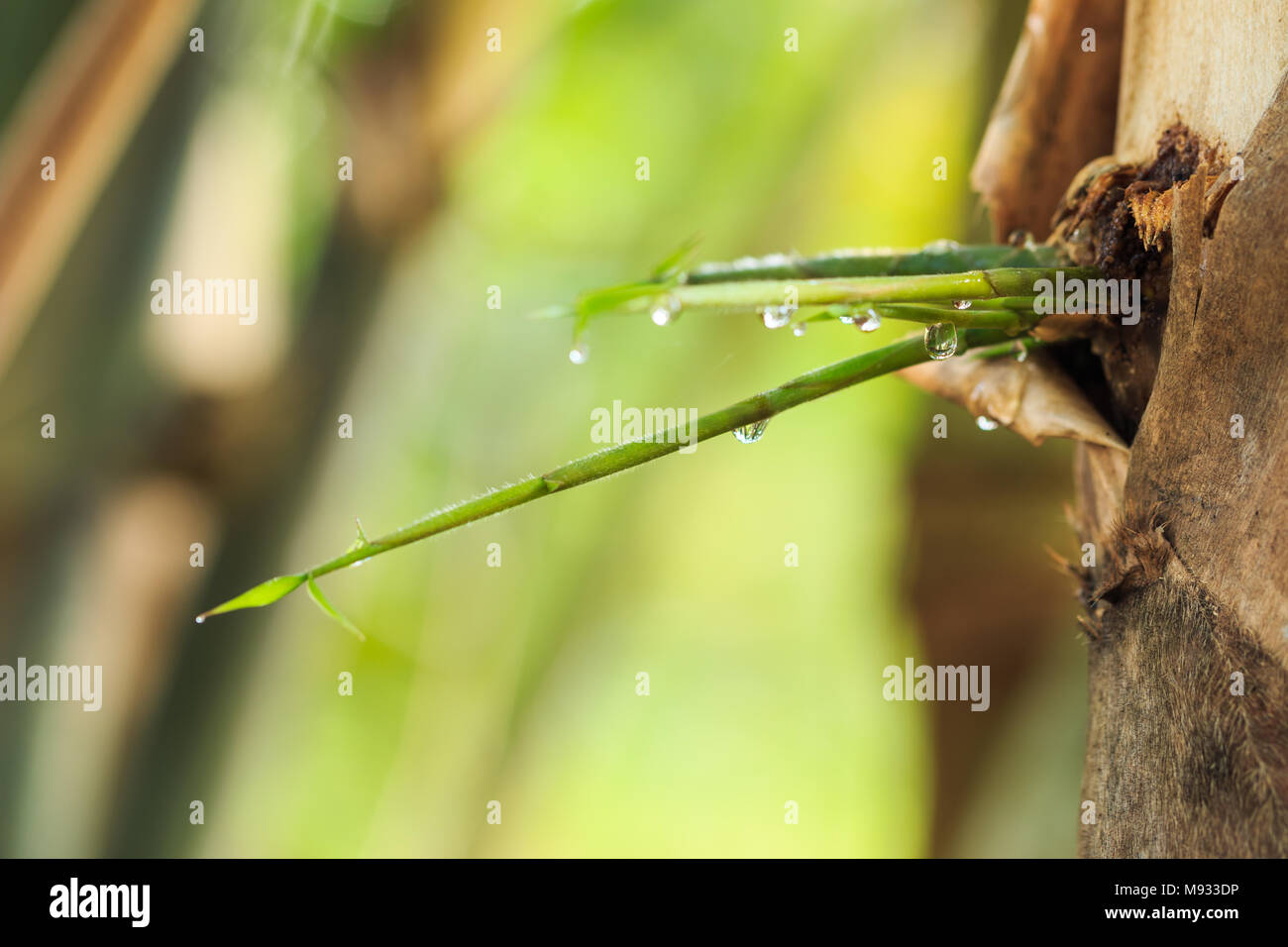 Green bamboo leaves with rain water hi-res stock photography and images ...