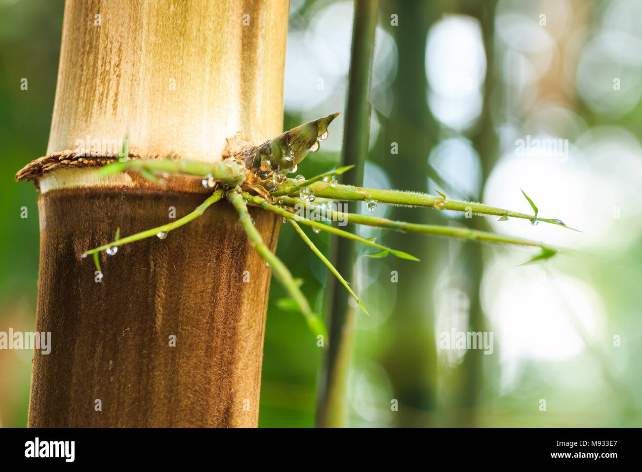 Green bamboo leaves with rain water hi-res stock photography and images ...