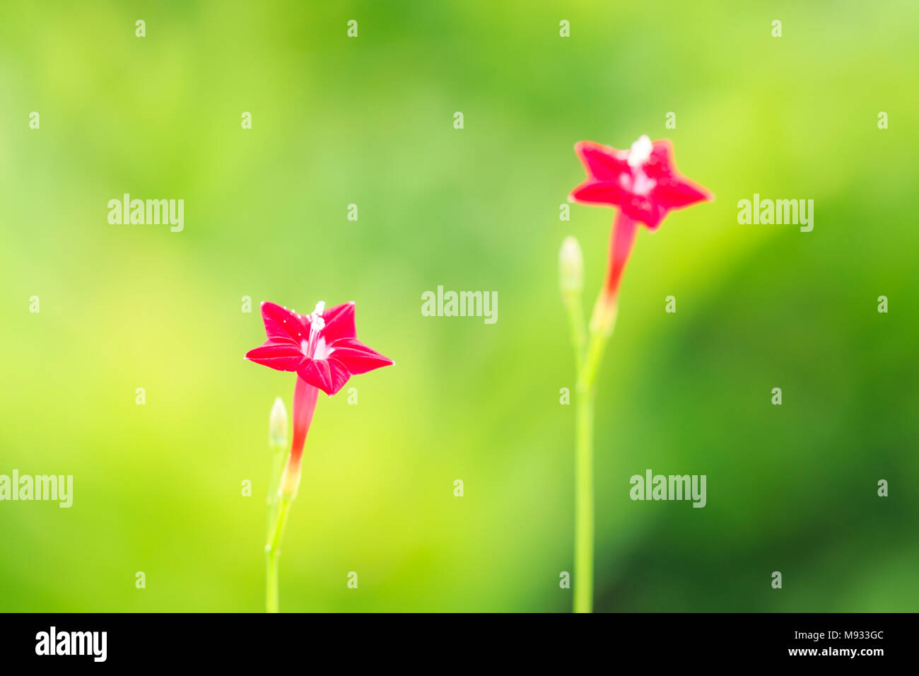 Star ipomoea hi-res stock photography and images - Alamy