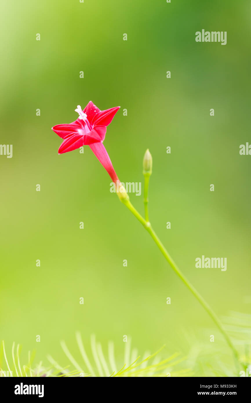 Star Ipomoea flower Stock Photo - Alamy