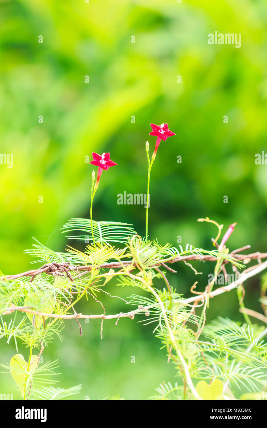 Star ipomoea hi-res stock photography and images - Alamy