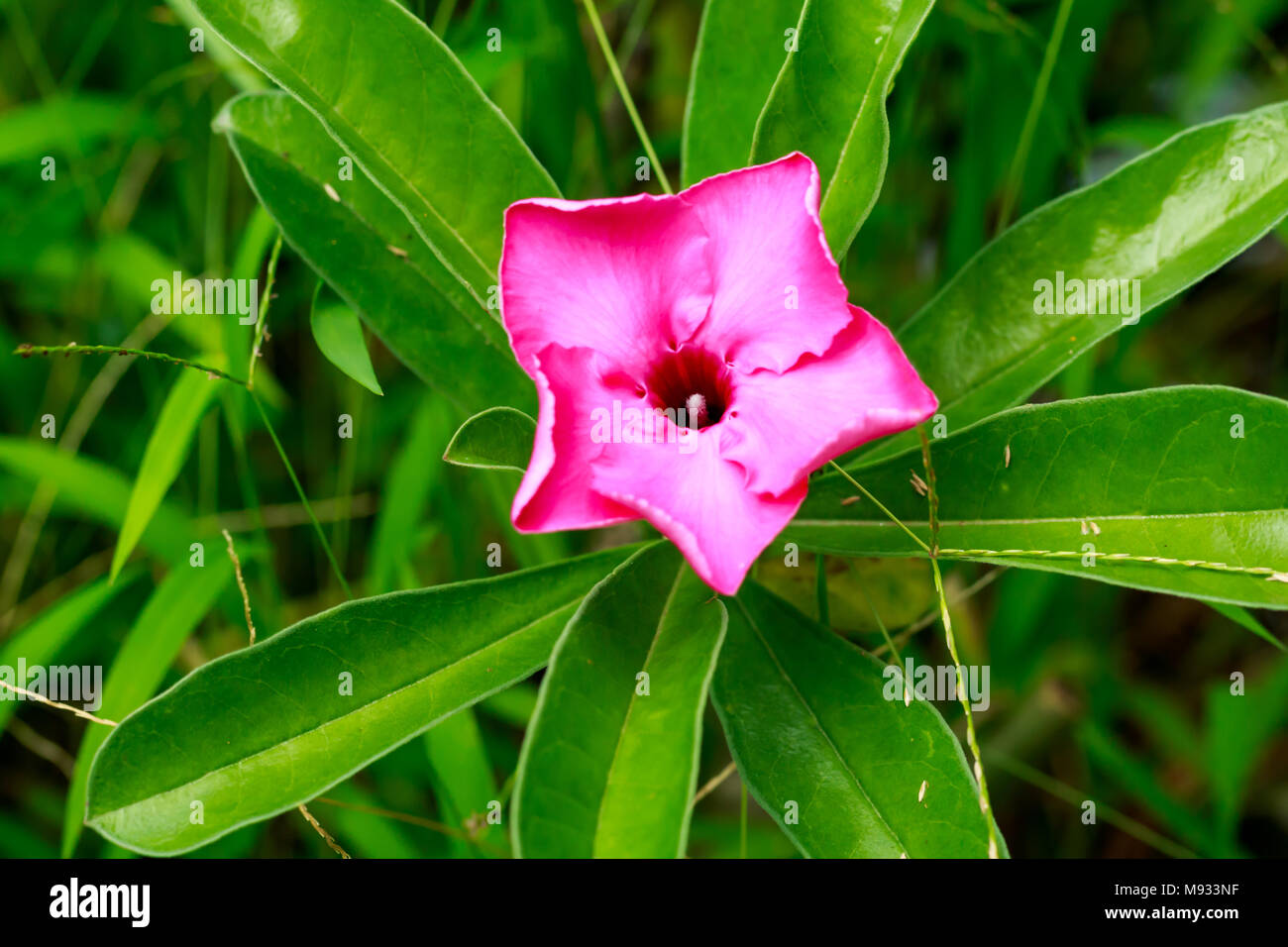 Pink Desert Rose Stock Photo - Alamy