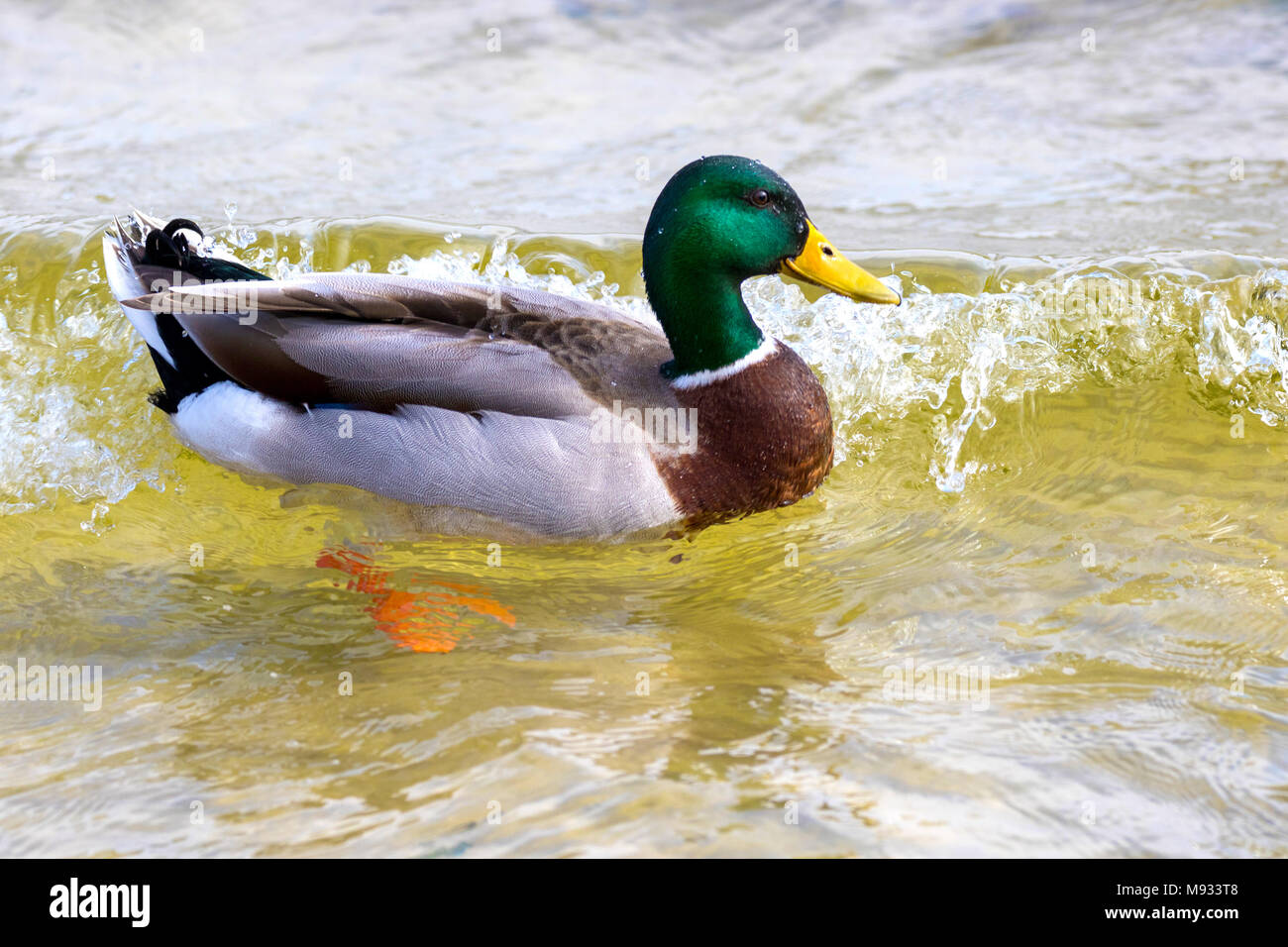 image of a bird a wild drake swims along the river Stock Photo - Alamy