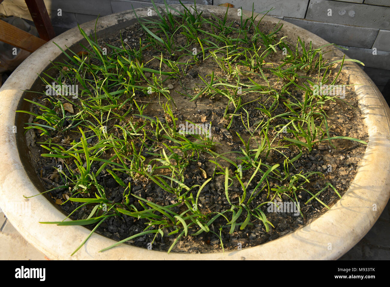 Alliums shoot up new growth in the spring in a pot in a hutong ...