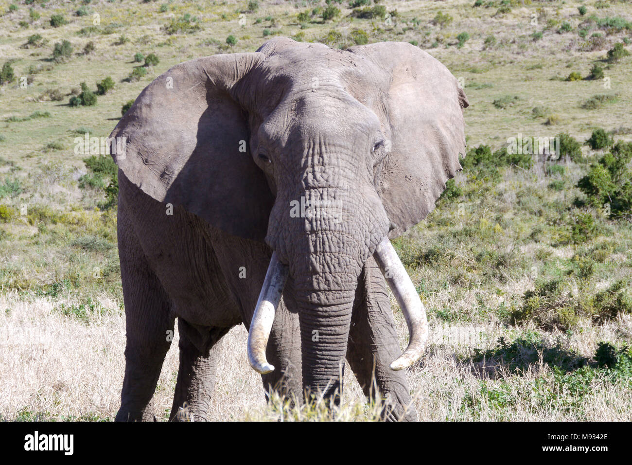 Big elephant in South Africa Stock Photo - Alamy