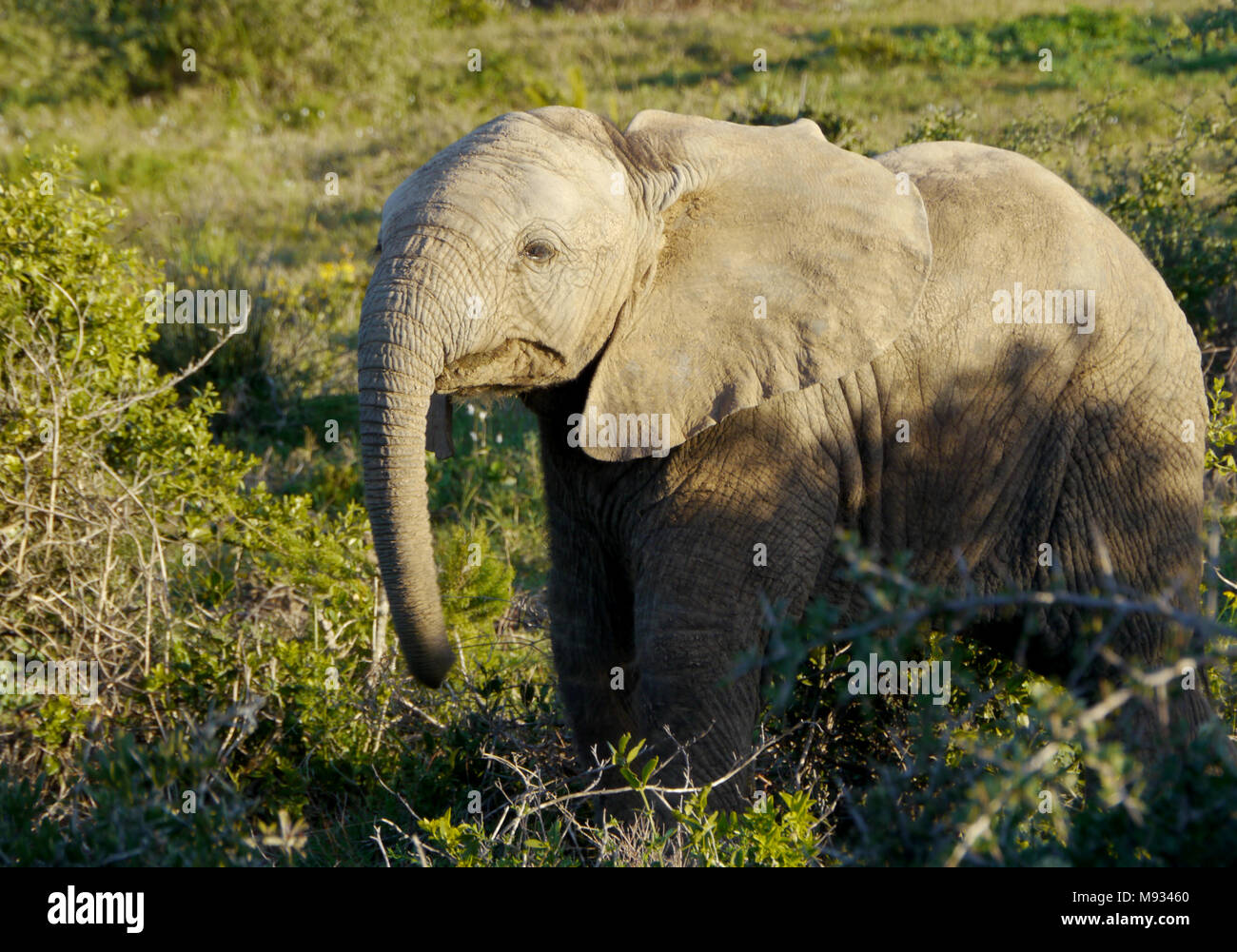 Big elephant in South Africa Stock Photo - Alamy