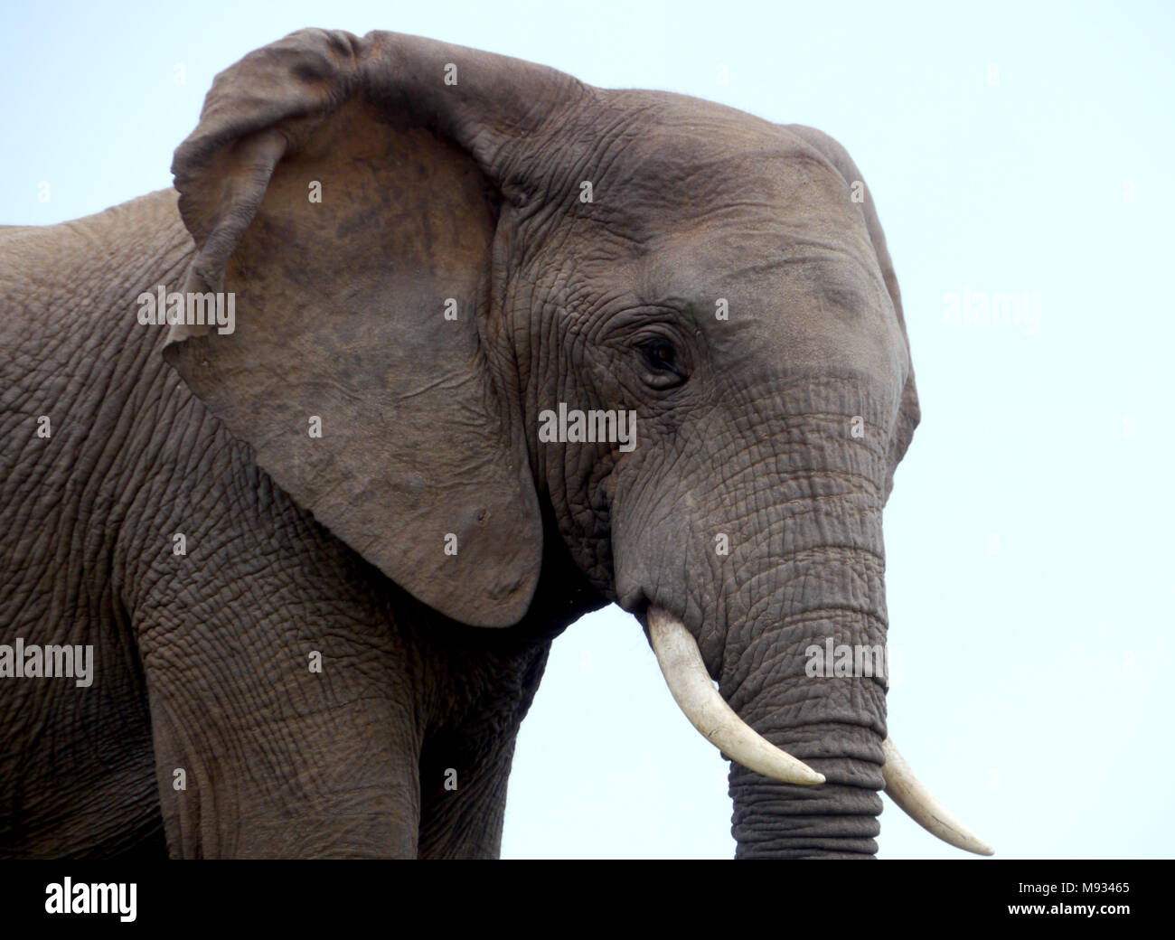 Big elephant in South Africa Stock Photo - Alamy