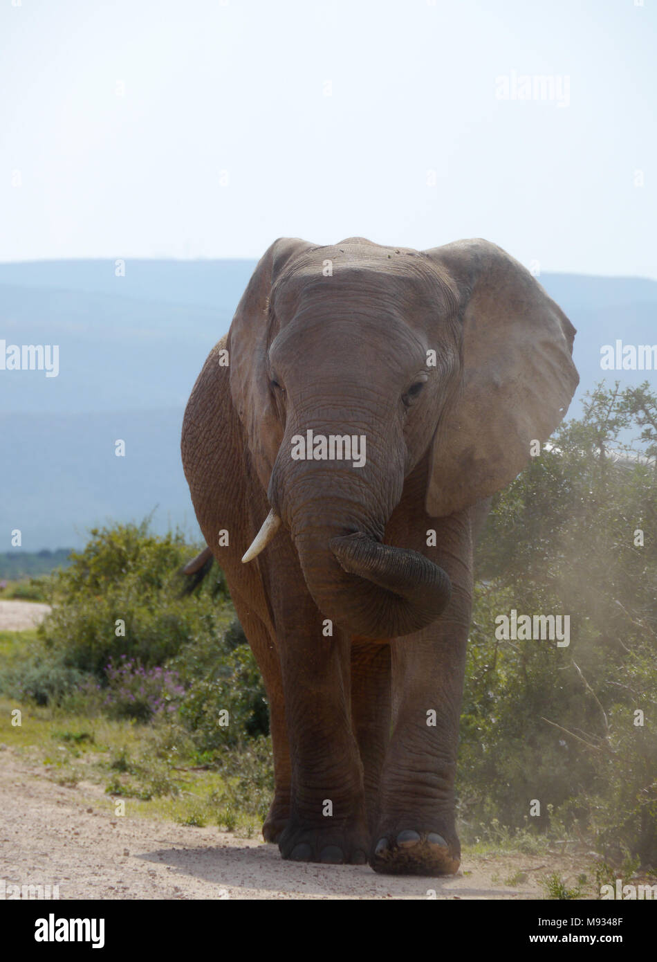 Big elephant in South Africa Stock Photo - Alamy