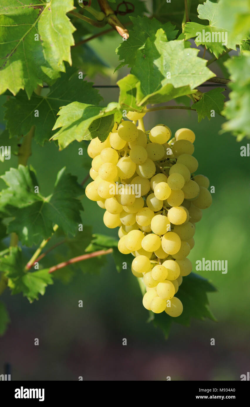 golden grapes on a vine in sunlight, close-up Stock Photo - Alamy