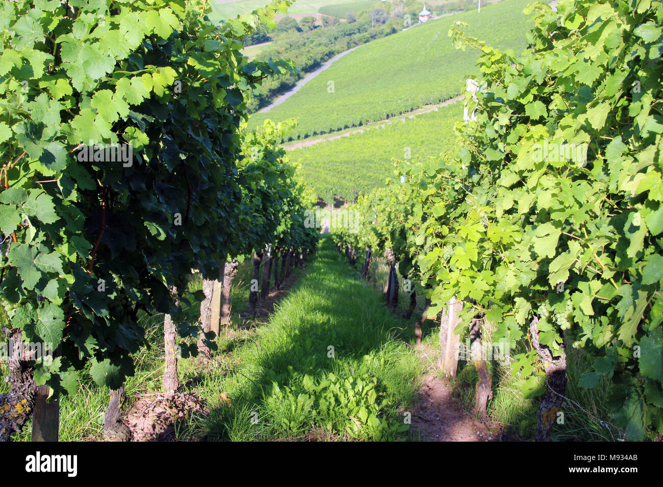 view into a vineyard with grapes on a hill, beautiful green landscape ...