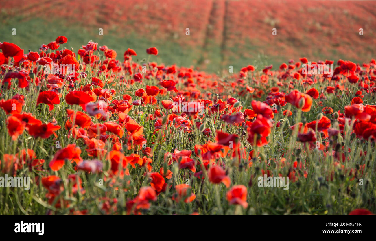 Poppy field brighton hi-res stock photography and images - Alamy