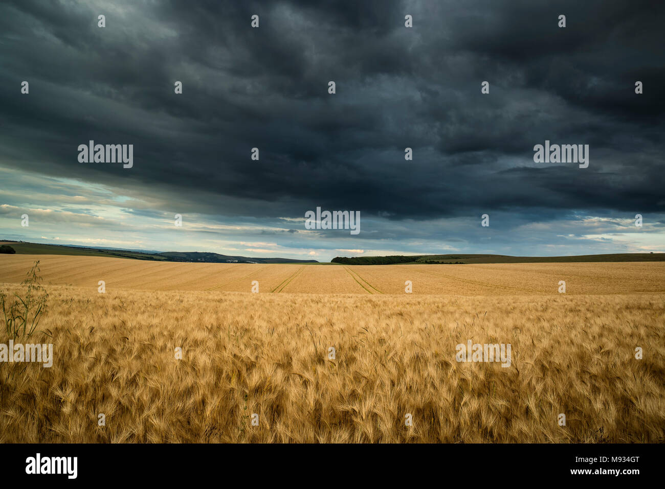 Countryside landscape wheat field in Summer sunset with stormy sky ...