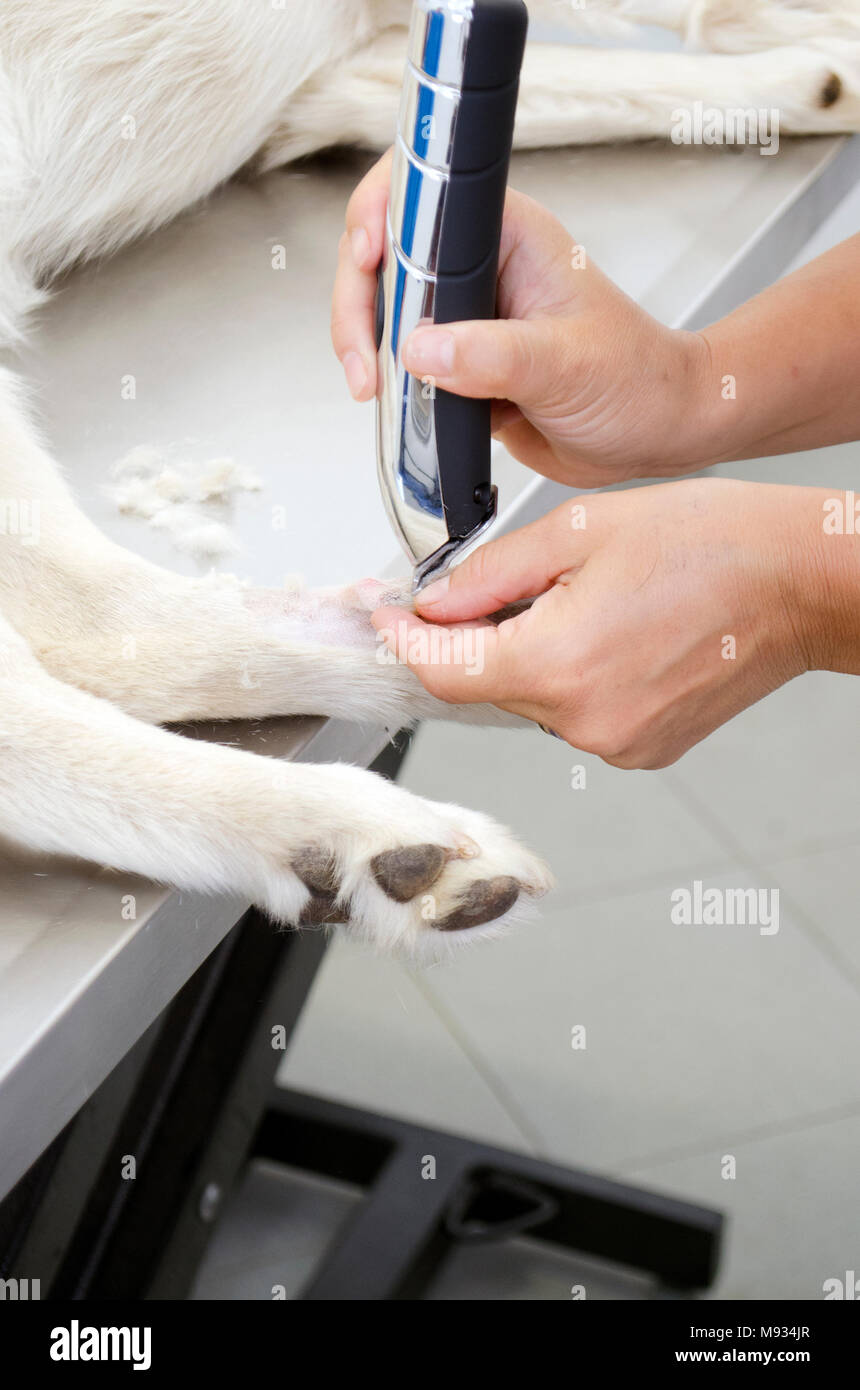 Image of a dog’ During dewclaw removal in a veterinarian clinic Stock ...