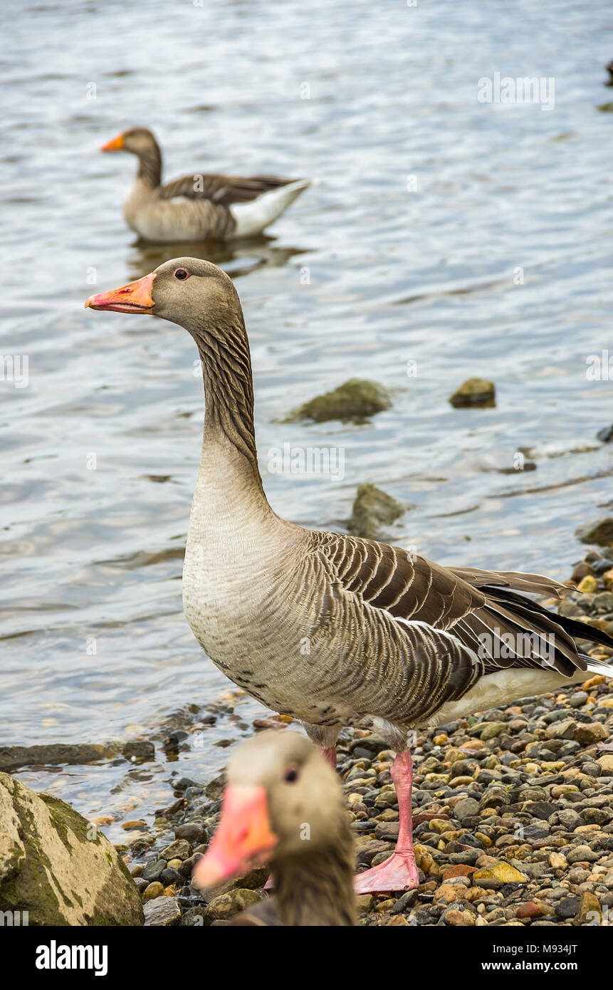 Suspicious animal hi-res stock photography and images - Alamy