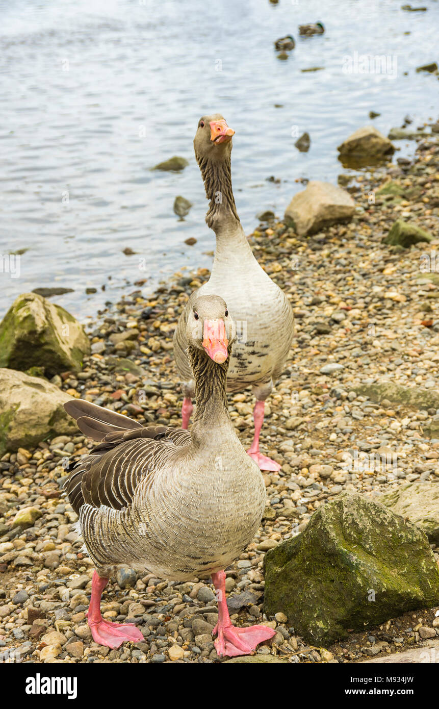 Wild geese on the banks of the Elbe River in Dresden-Blasewitz, Saxony ...