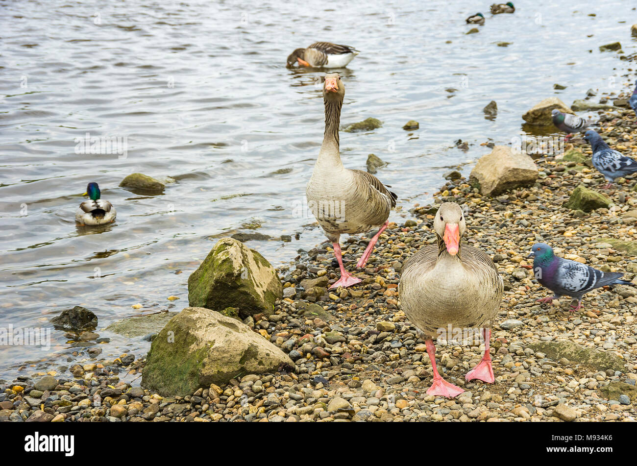 Wild geese on the banks of the Elbe River in Dresden-Blasewitz, Saxony ...