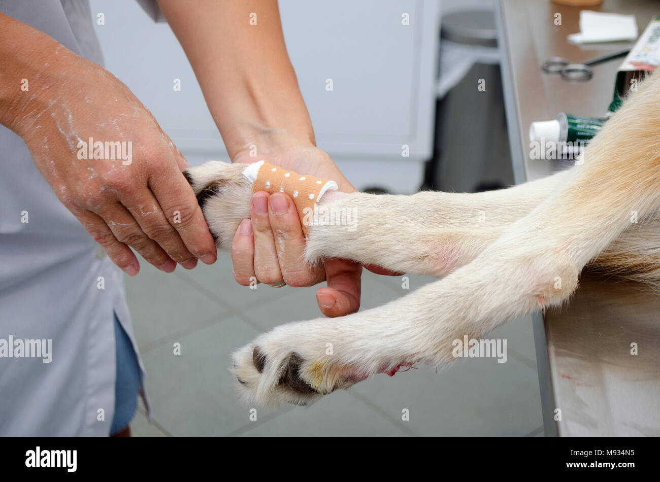 Image of a dog’ During dewclaw removal in a veterinarian clinic Stock ...