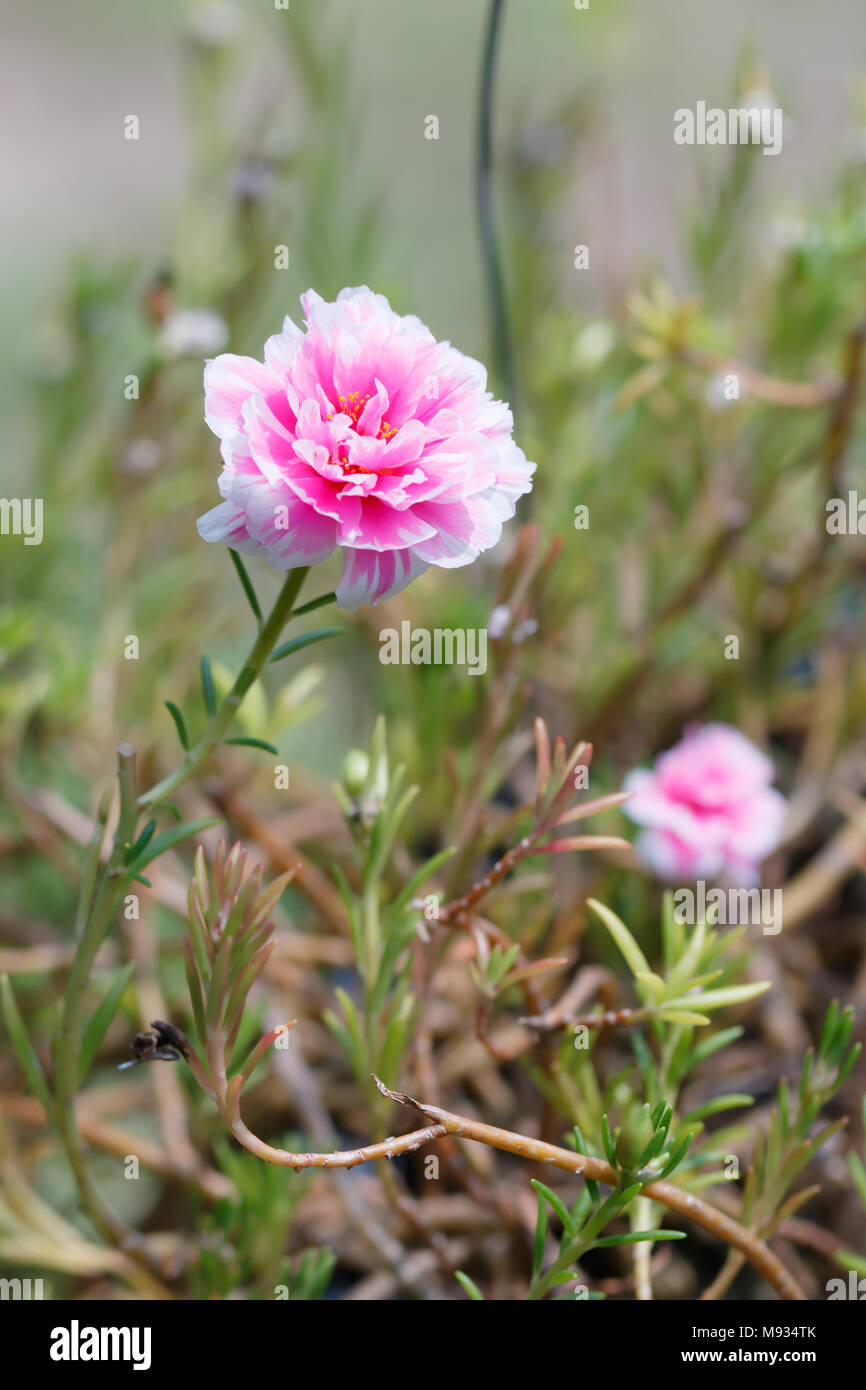 Pink Portulaca flower Stock Photo - Alamy