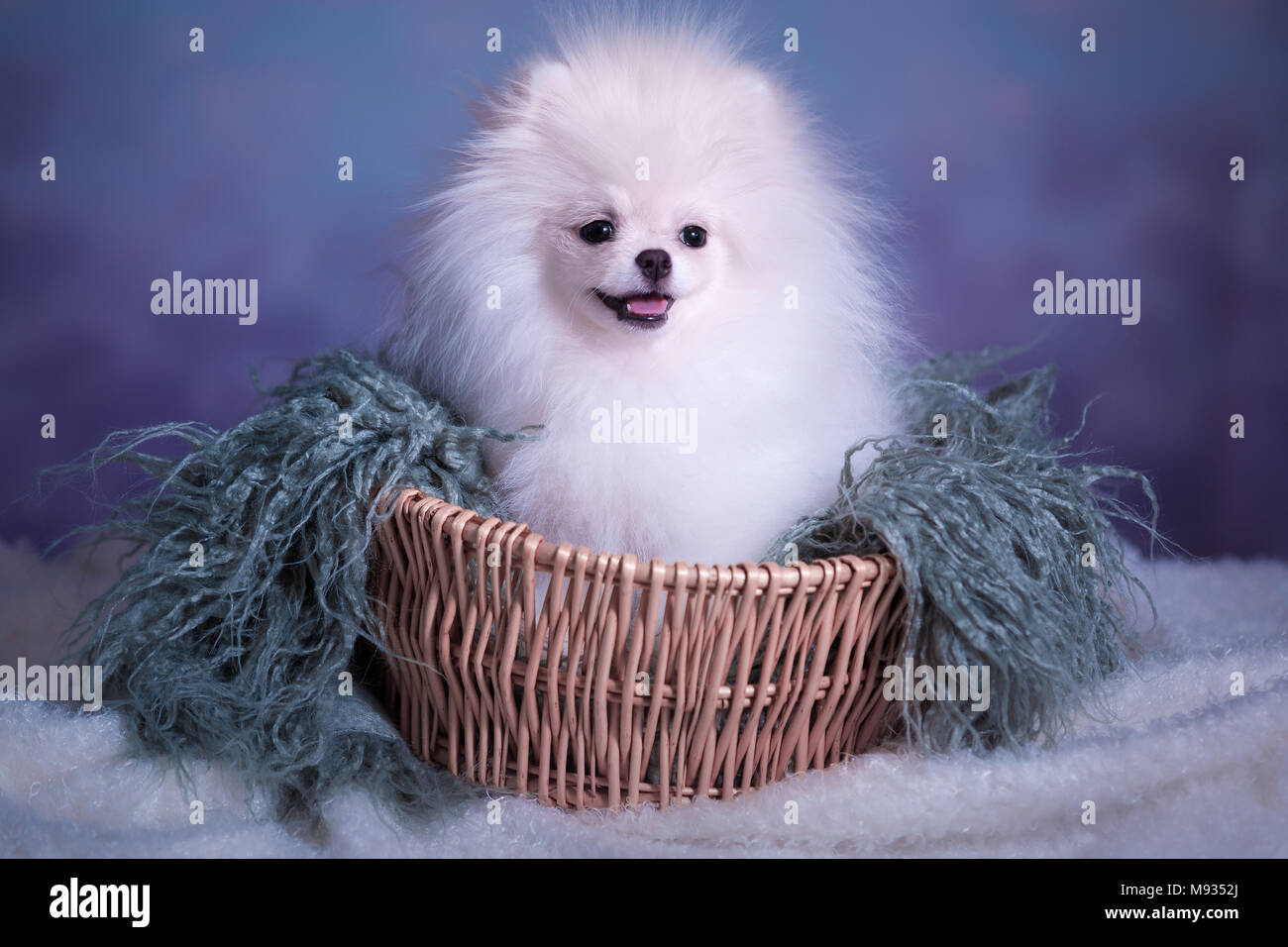 Cute White fluffy puppy Stock Photo - Alamy