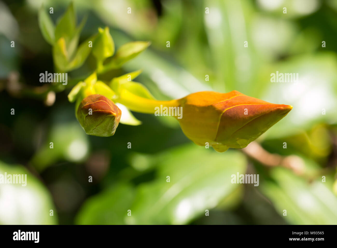 close up beautiful yellow bud flower Stock Photo - Alamy