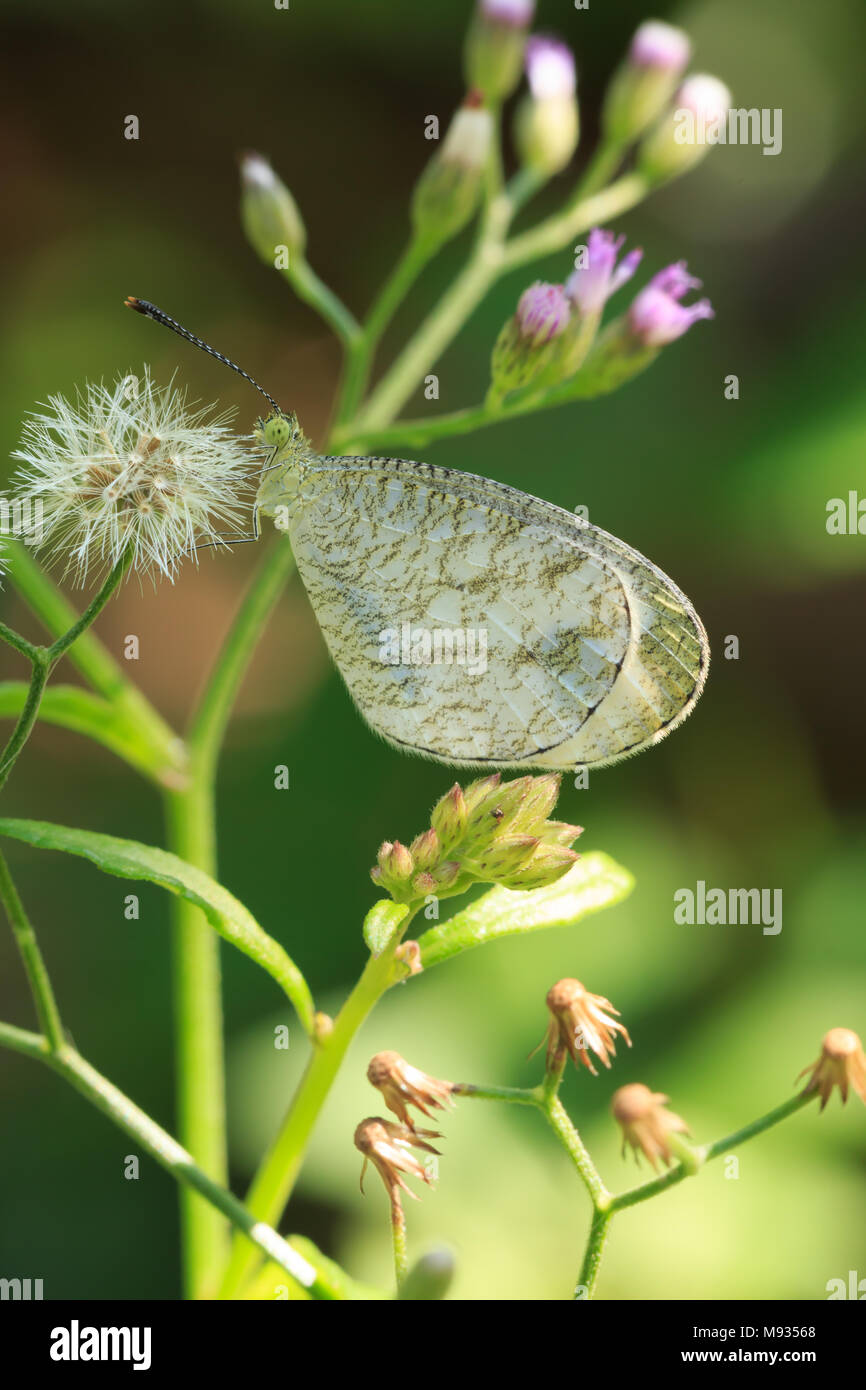 Grass and insect painting hi-res stock photography and images - Alamy