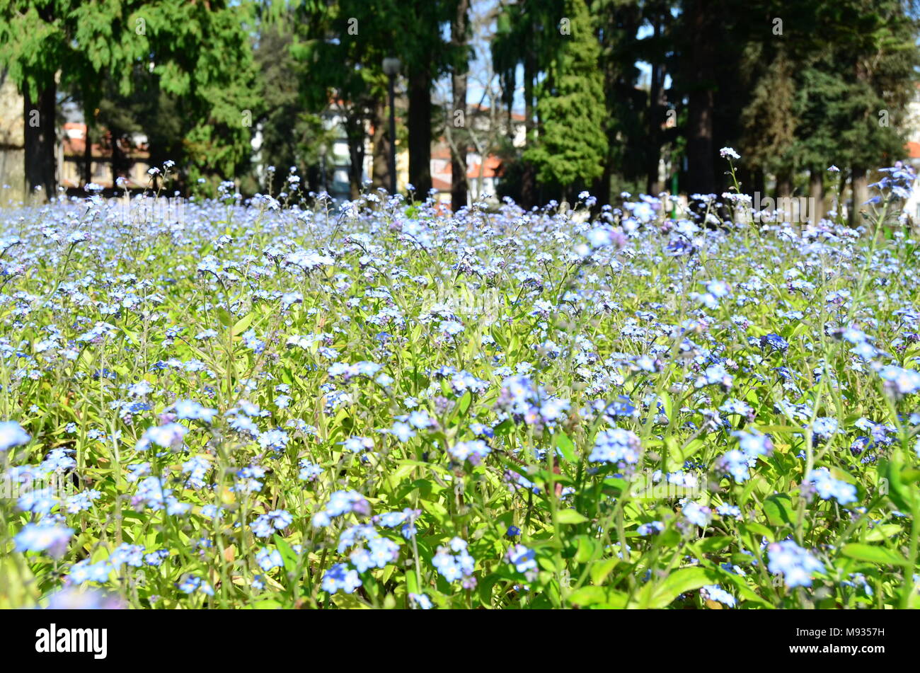 Jardim com flores azul Stock Photo - Alamy