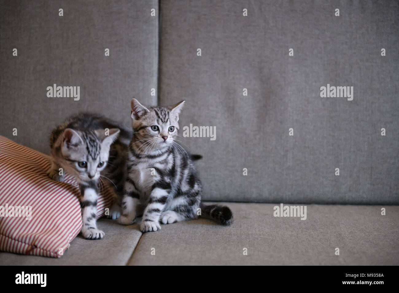 Cute American short hair cat cub Stock Photo - Alamy