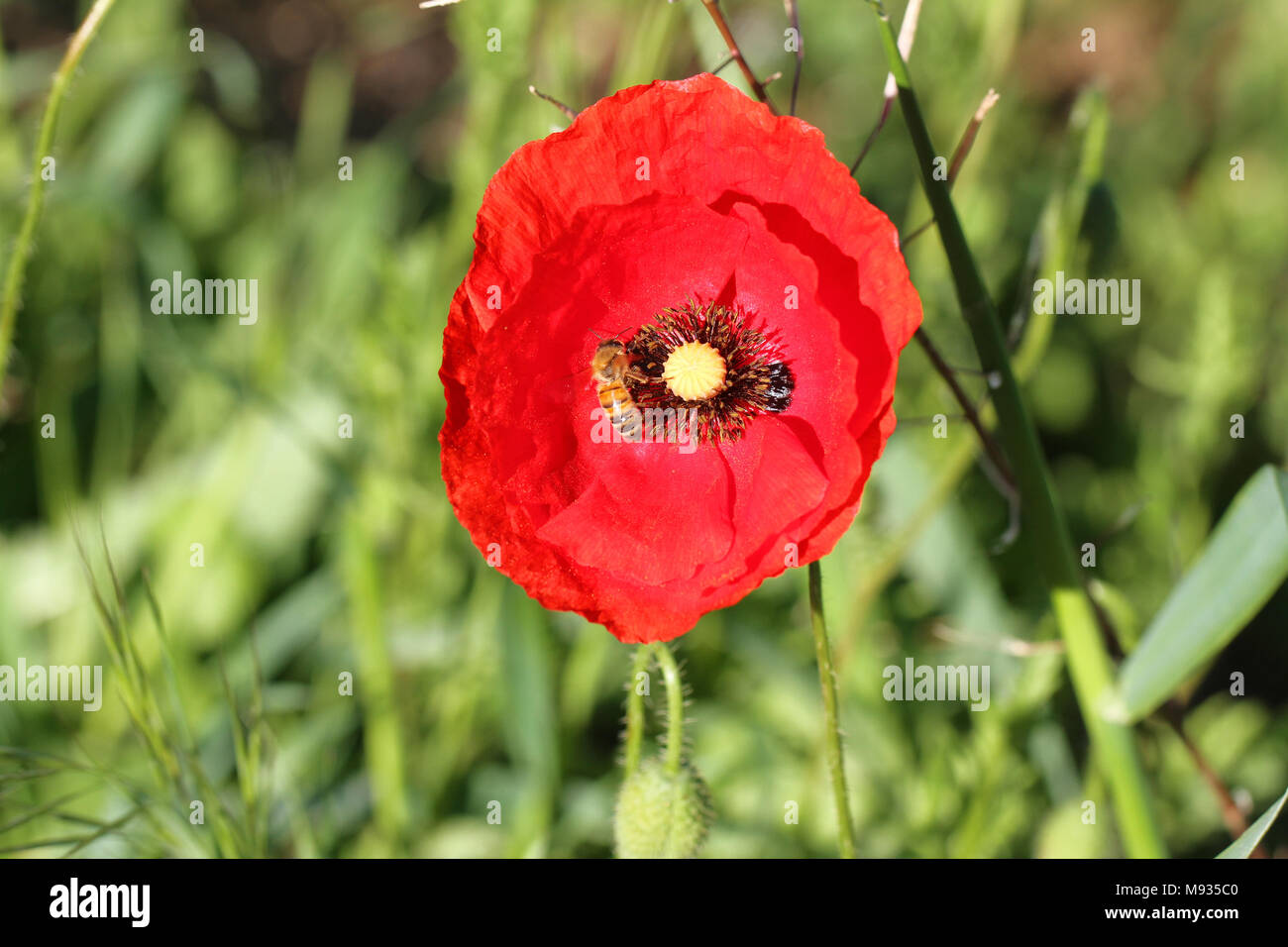honey bee or worker apis mellifera collecting pollen on a remembrance ...