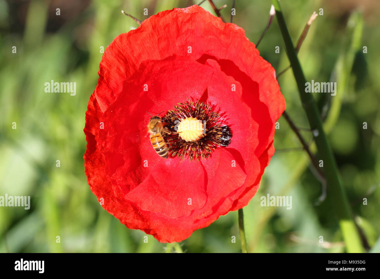 honey bee or worker apis mellifera collecting pollen on a remembrance ...