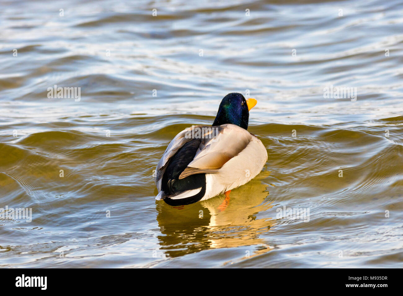 Image of a bird hi-res stock photography and images - Alamy