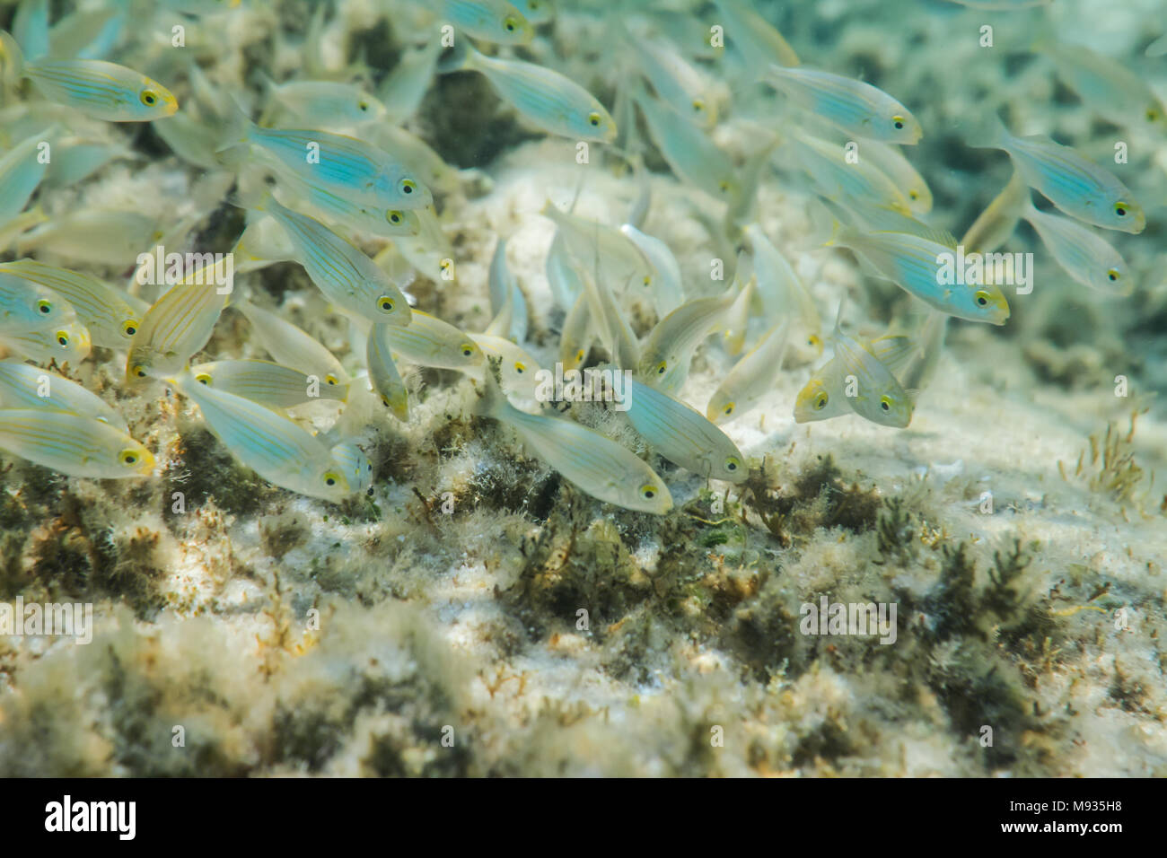 Salema fish hi-res stock photography and images - Alamy