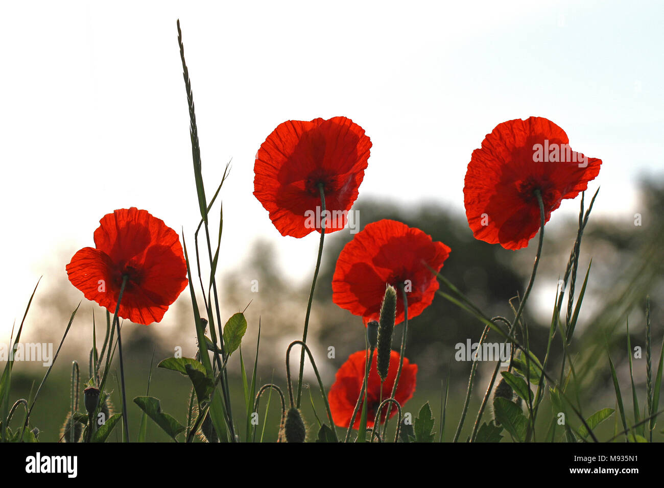 Poppy flowers or papaver dubium poppies with the light behind ...
