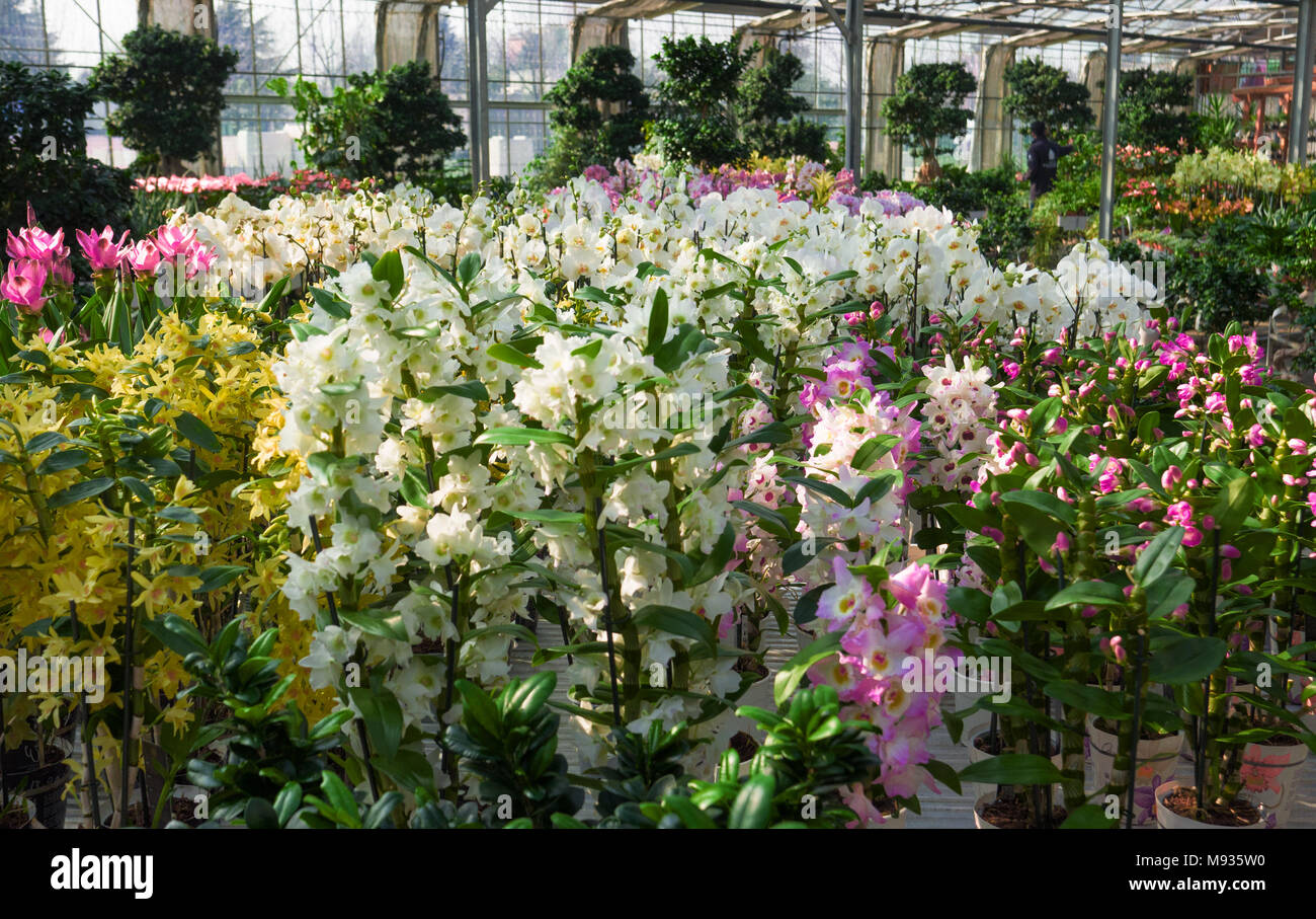 spring explosion of colors in a greenhouse Stock Photo - Alamy