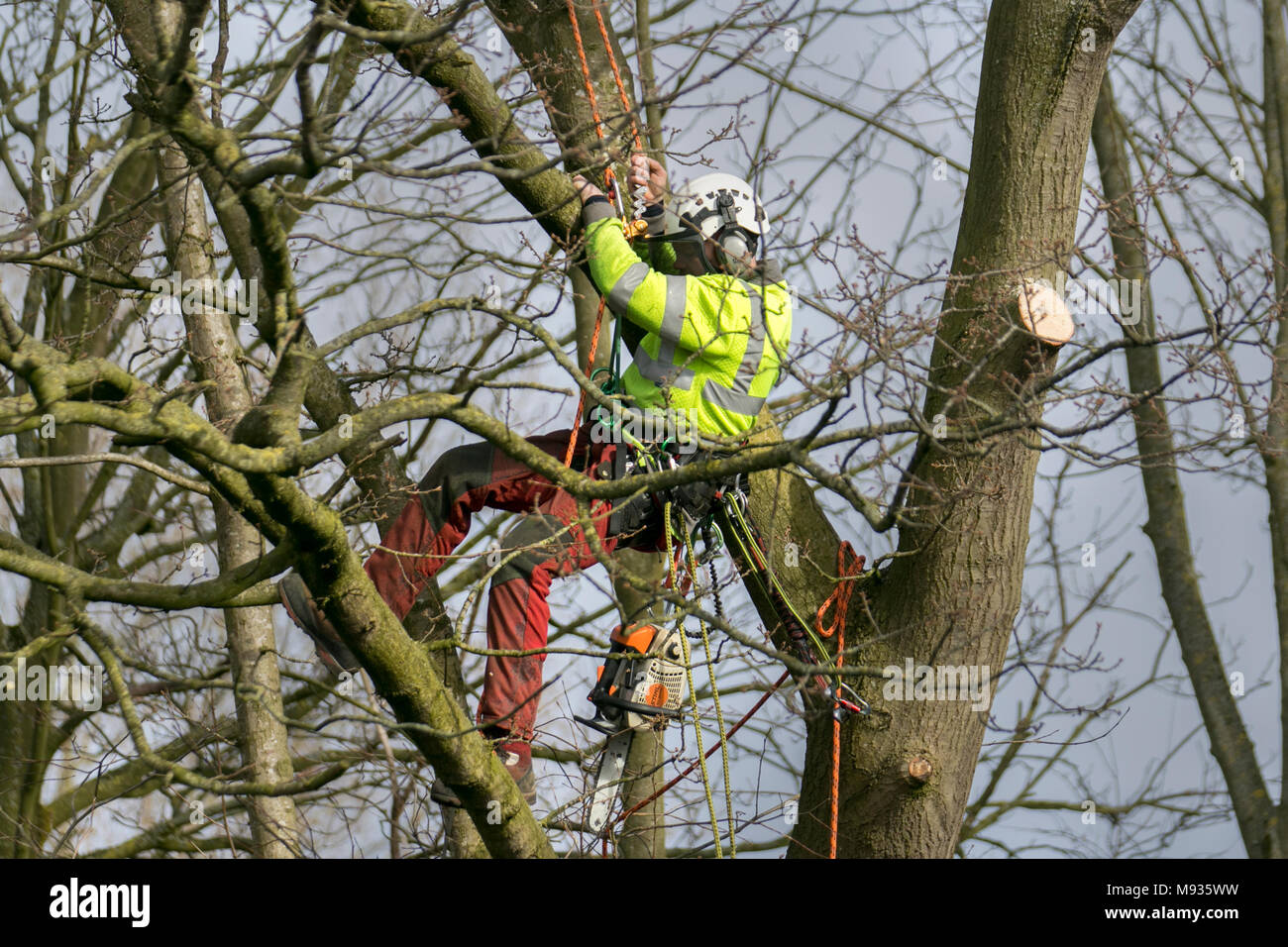 Uk lopping tree hi-res stock photography and images - Alamy