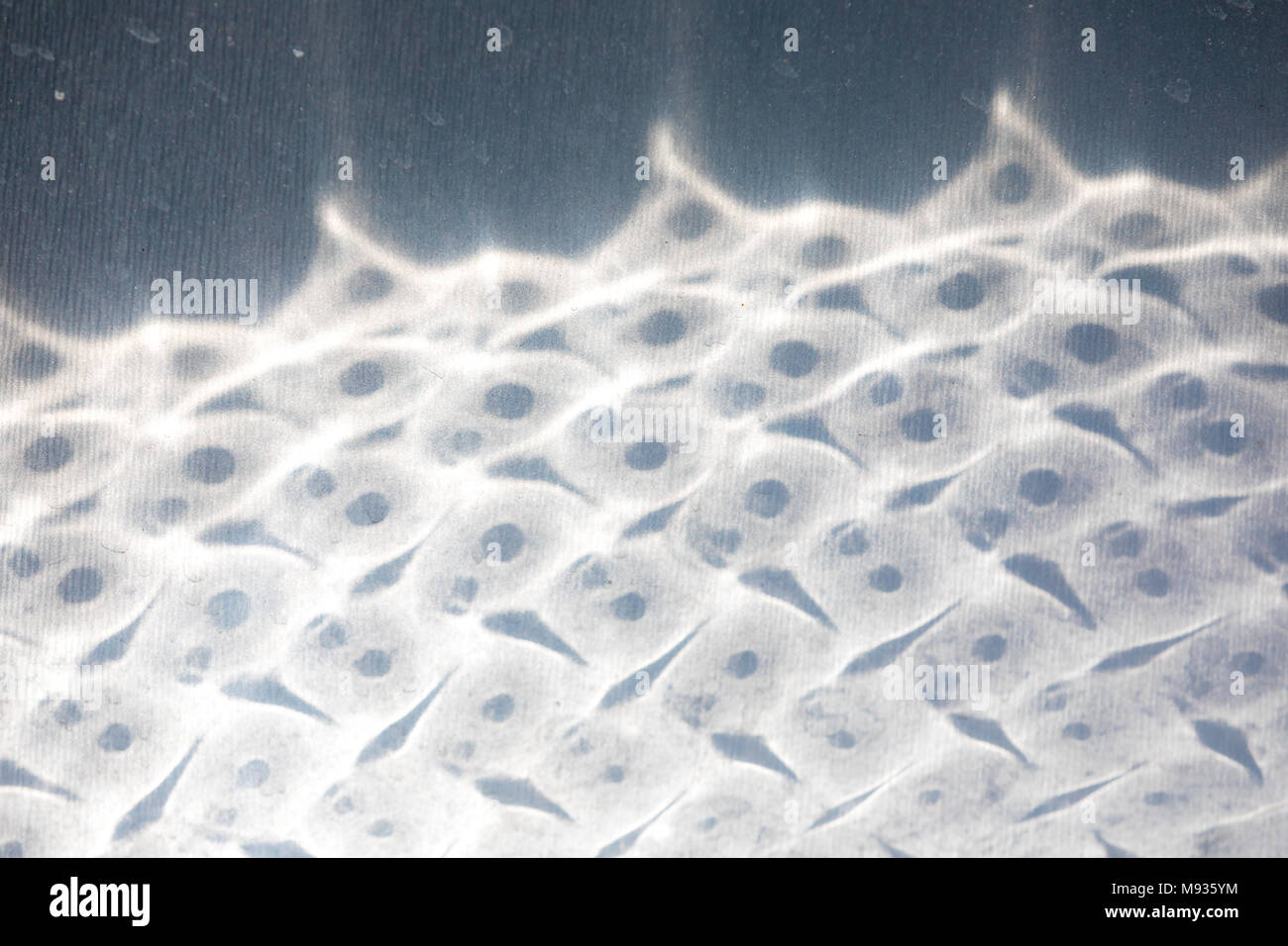 Light microscope image hi-res stock photography and images - Alamy