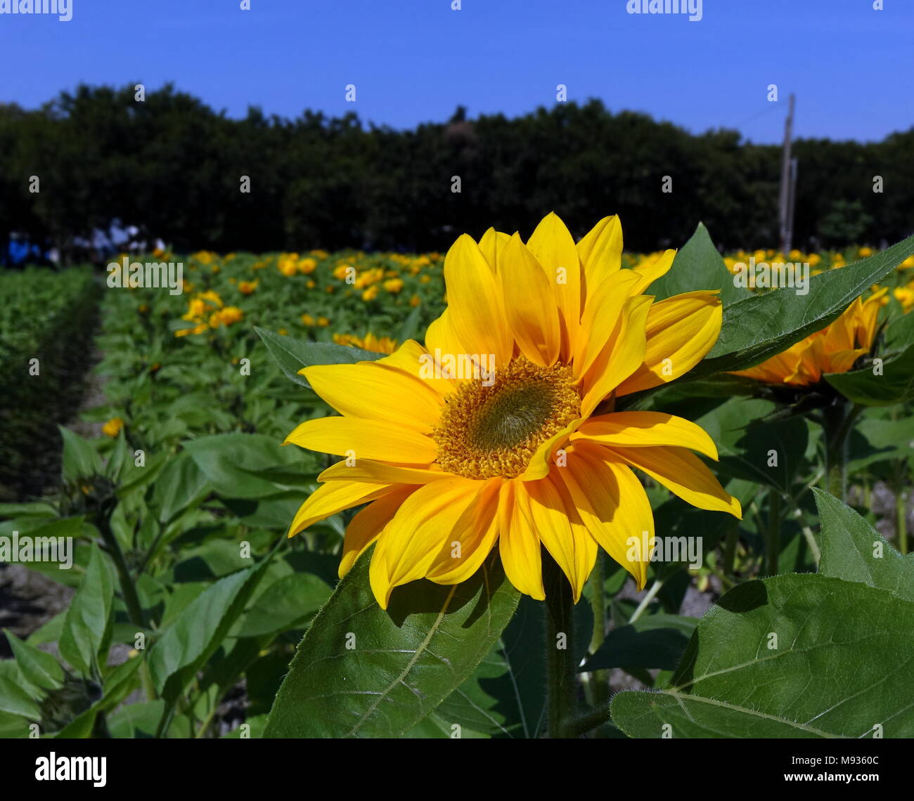 Radiant sunflower hi-res stock photography and images - Alamy