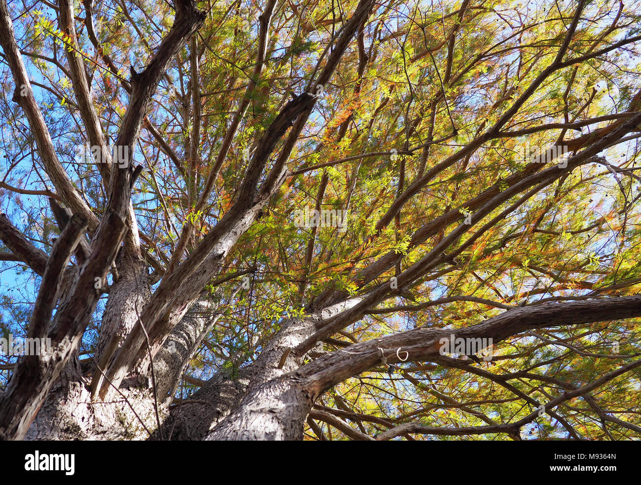 View up into the branches of a huge tree Stock Photo - Alamy