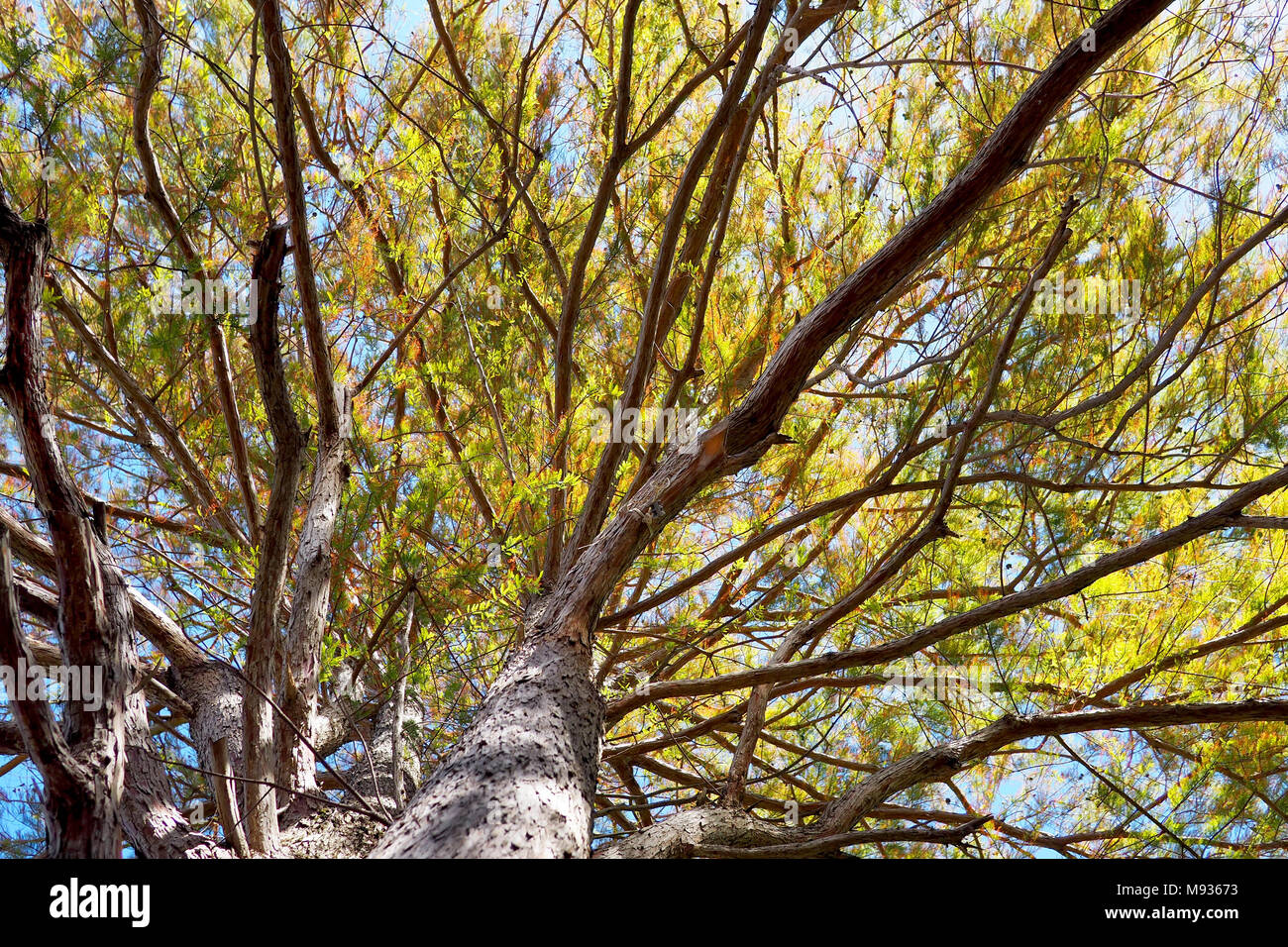 View up into the branches of a huge tree Stock Photo - Alamy