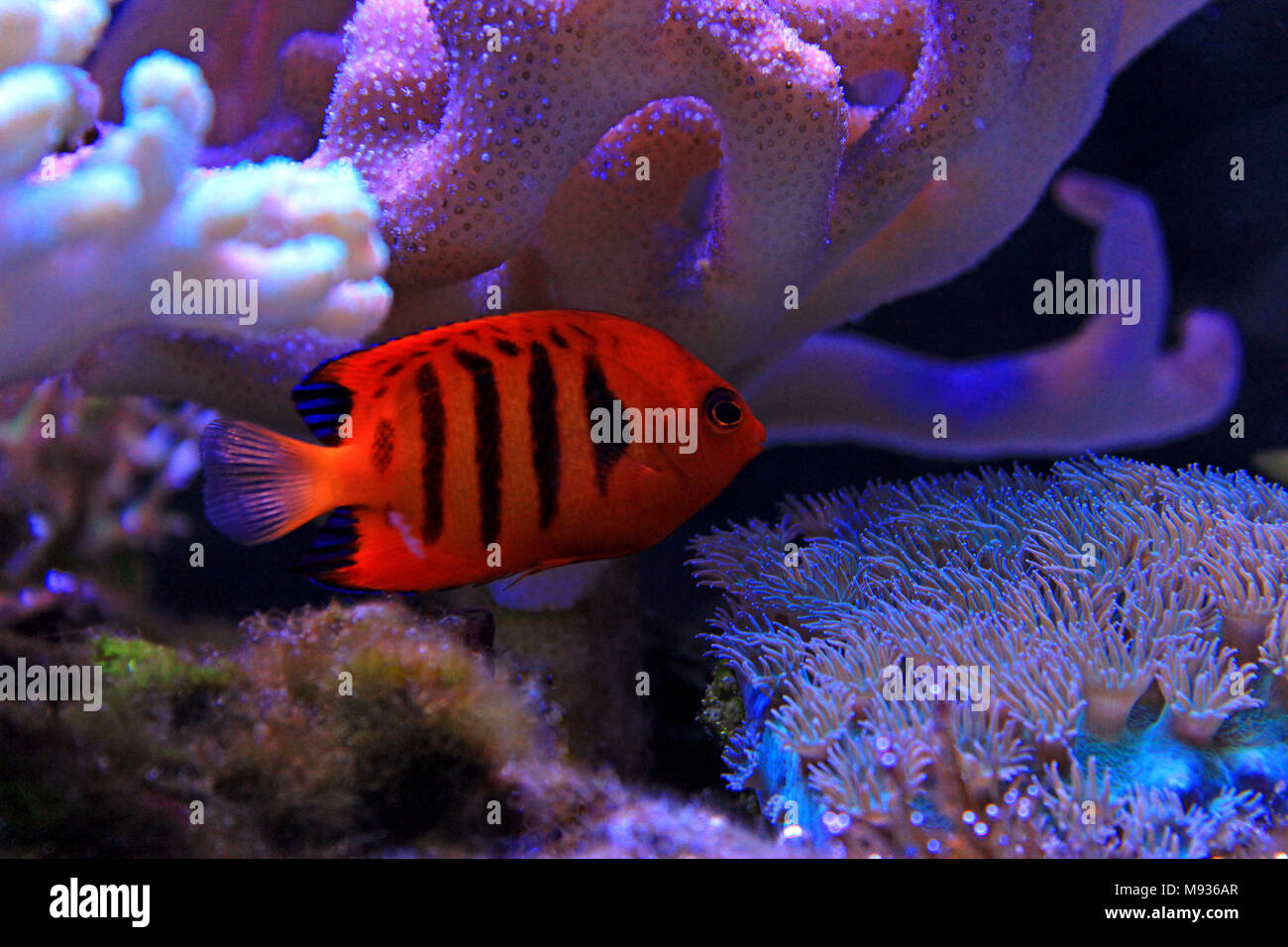 Flame Angelfish in reef tank Stock Photo - Alamy